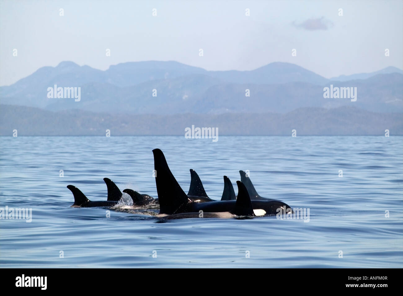 Orca Whale Family In Queen Charlotte Strait High Resolution Stock ...