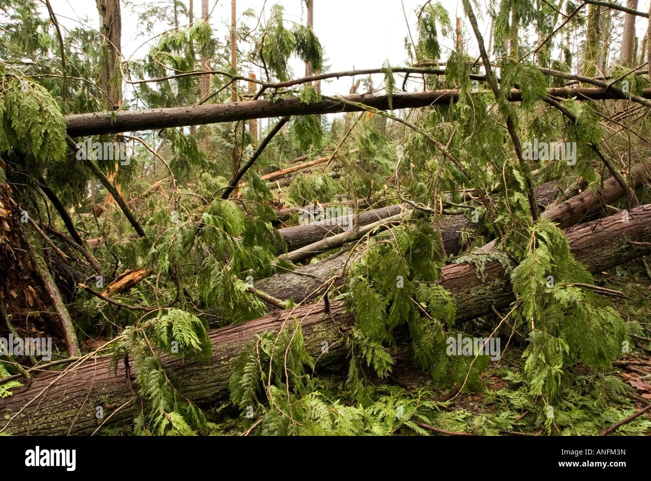 Stanley park storm damage hi-res stock photography and images - Alamy
