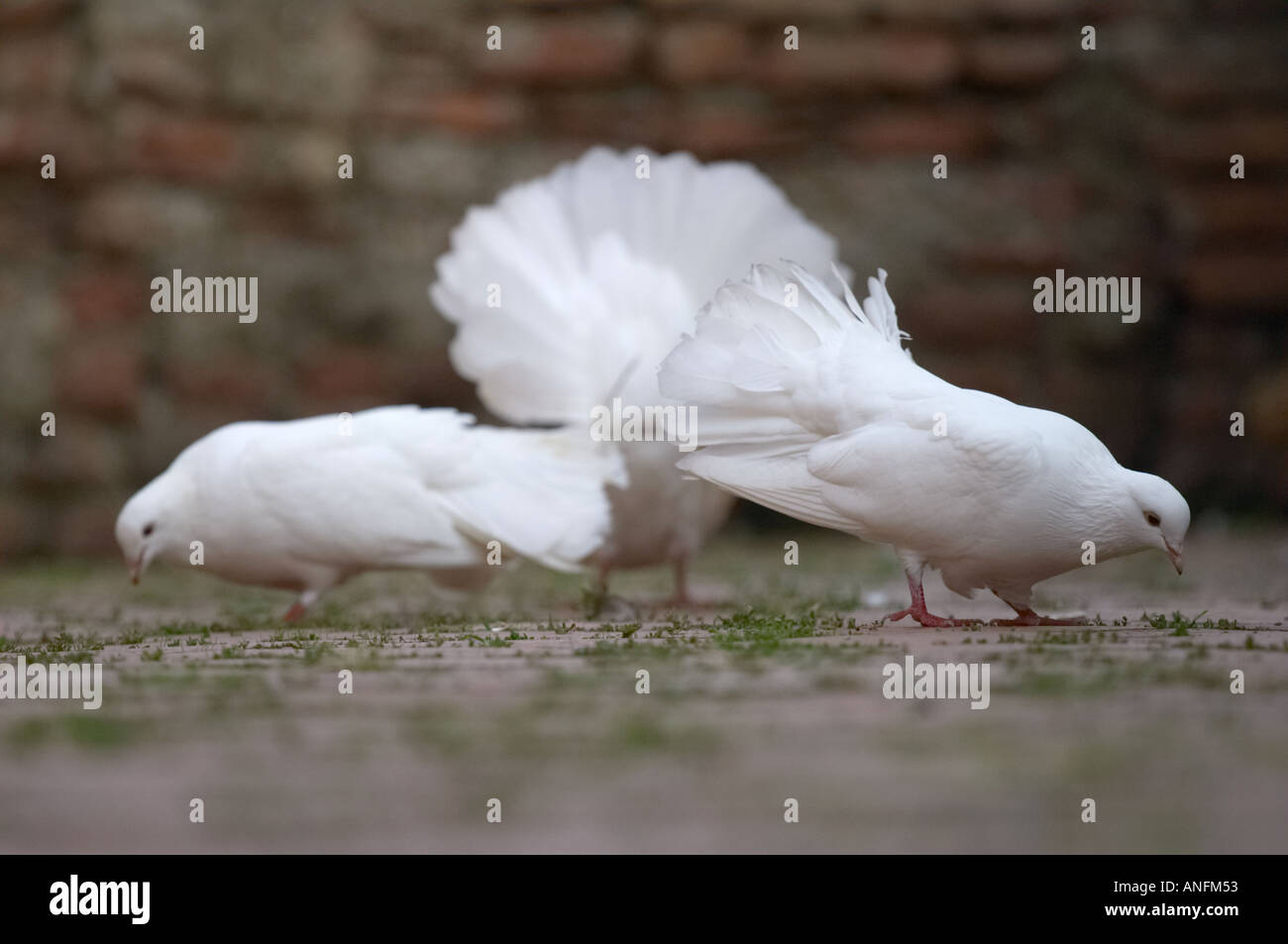 With doves hi-res stock photography and images - Alamy
