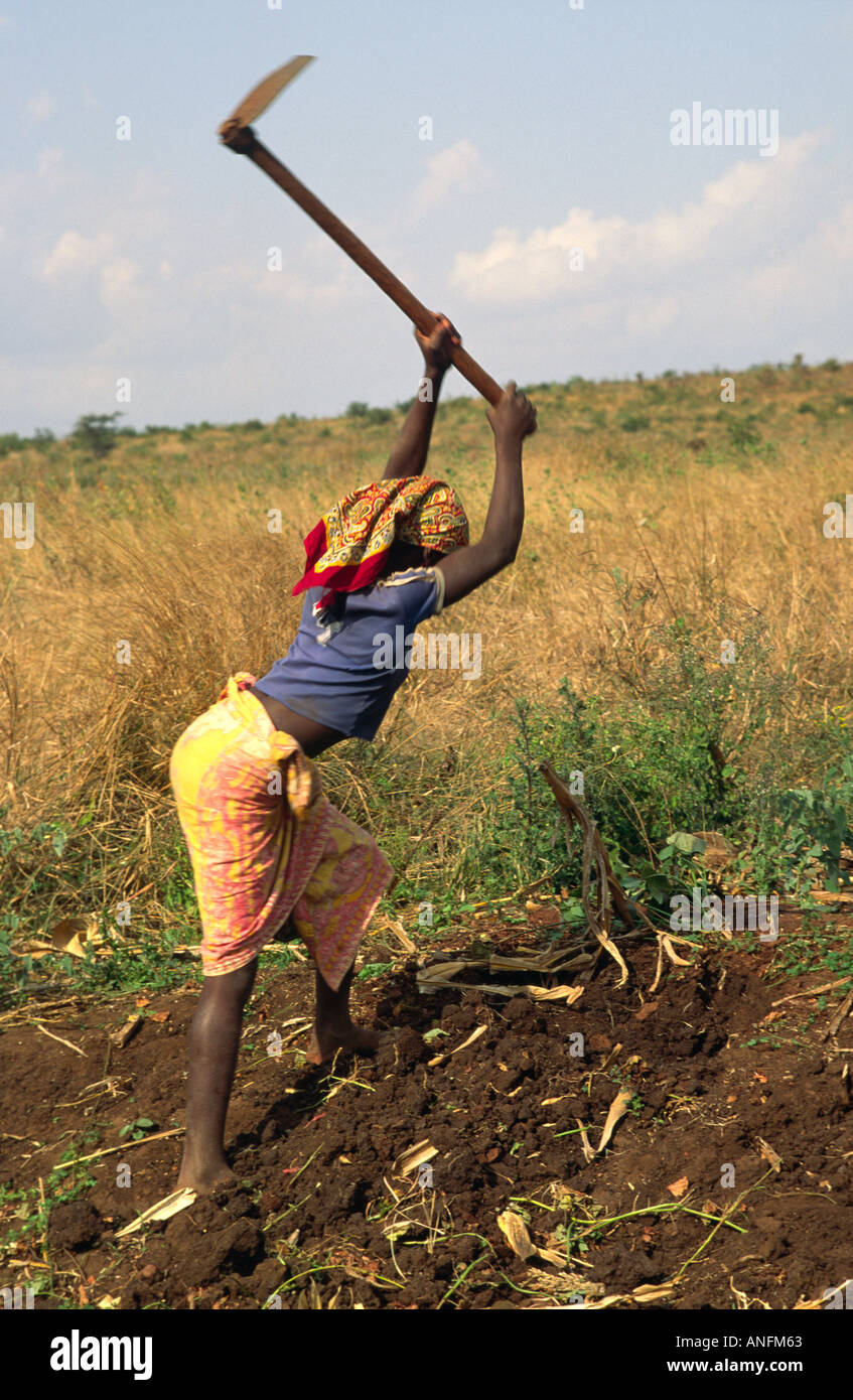 Young girl clearing land with an adze for growing vegetables on her ...