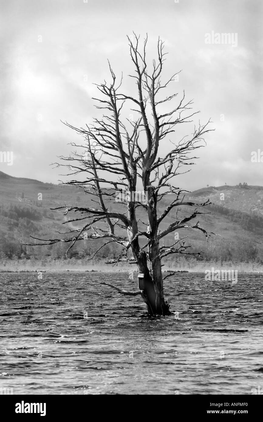 dead Tree in Water Stock Photo - Alamy