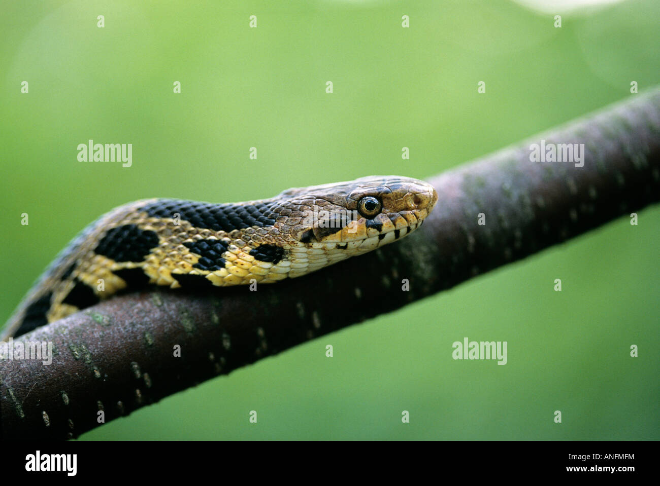 Eastern fox snake elaphe gloydi photographed at pelee island hi-res ...