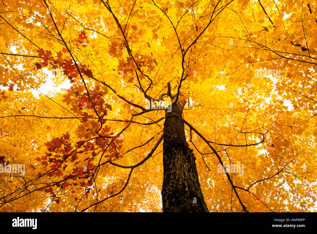A sugar maple acer saccharum in fall colours hi-res stock photography ...