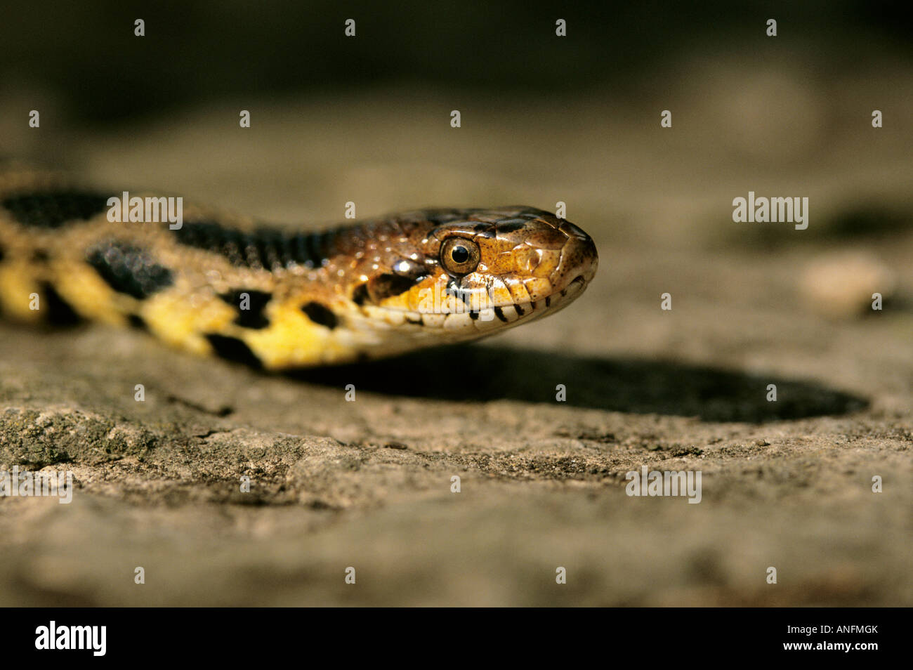 Eastern Fox snake (Elaphe vulpina gloydi), Point Pelee National Park ...