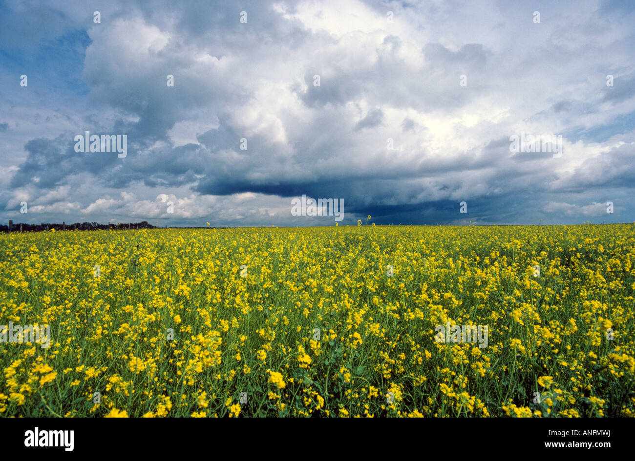 Storm over rapeseed field, Delia, Alberta, Canada Stock Photo - Alamy