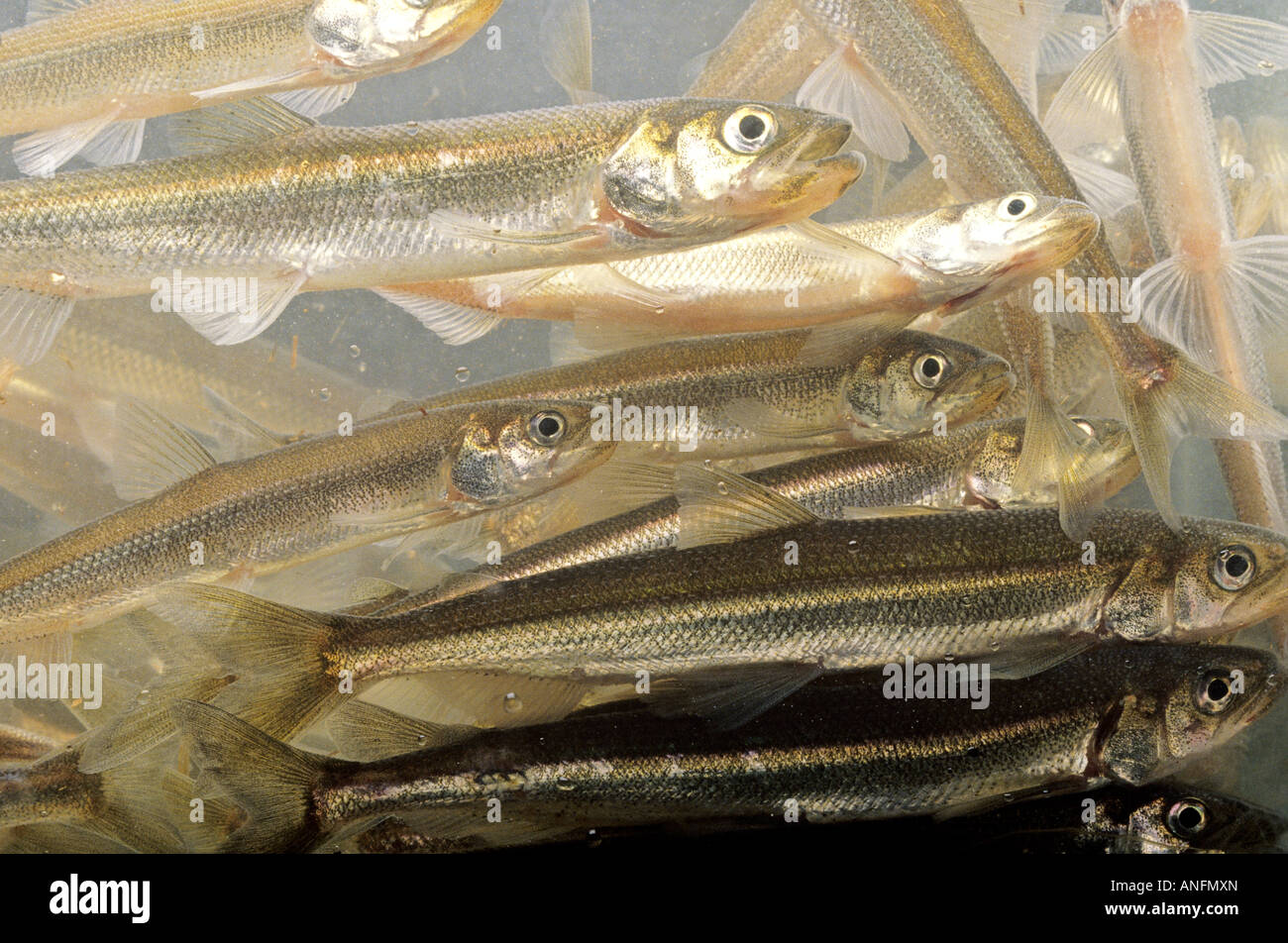 Atlantic Silverside Smelt, Canada Stock Photo - Alamy