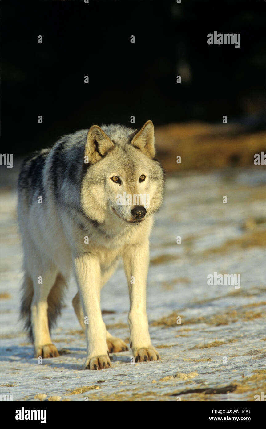 A Grey or Timber Wolf, Canada Stock Photo - Alamy