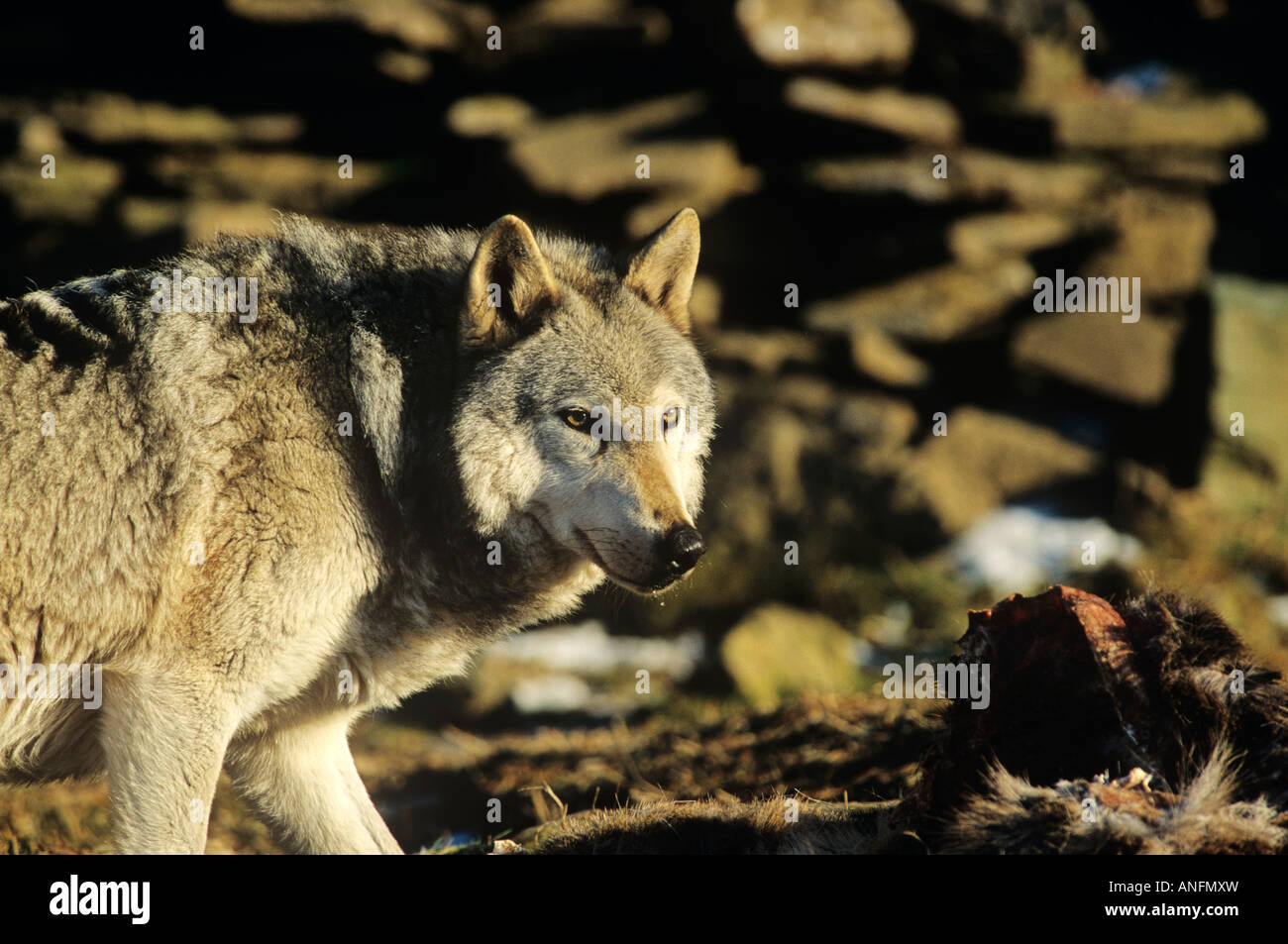 A Grey or Timber Wolf, Canada Stock Photo - Alamy