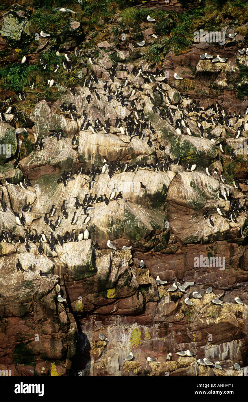 Common Murres in Witless Bay Ecological Reserve, Newfoundland and ...