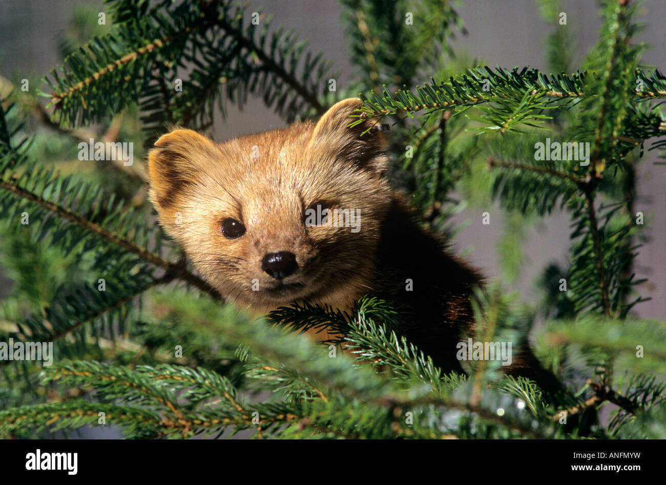 Portrait of a Pine Marten, Canada Stock Photo - Alamy