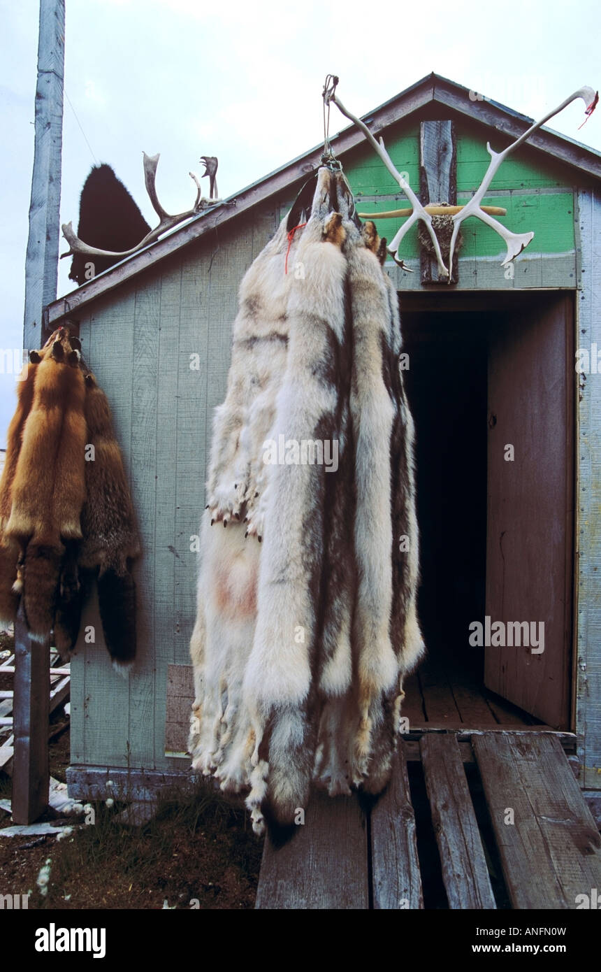 Grey timber wolf newfoundland labrador hi-res stock photography and ...