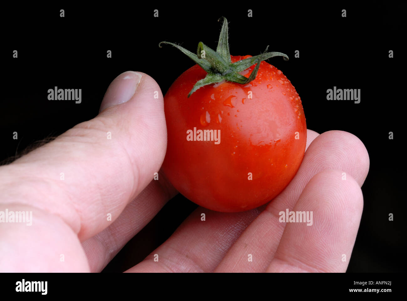 A hand holding a tomato Stock Photo - Alamy