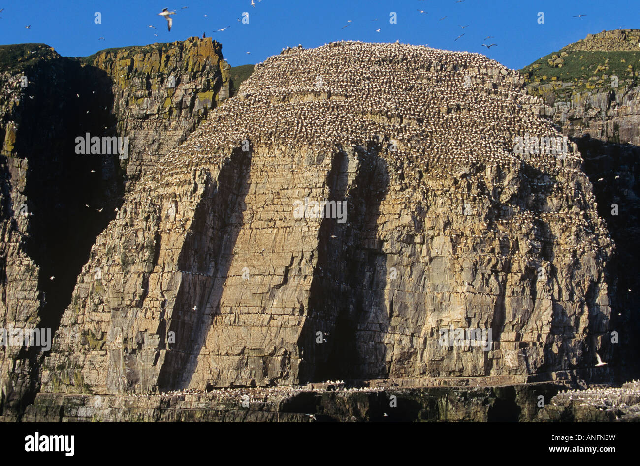 Northern Gannet Colony, Bonaventure Island, Gaspe Bay, Quebec, Canada ...