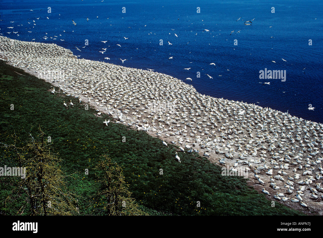 Northern Gannet Colony, Bonaventure Island ecological reserve, Gaspe ...
