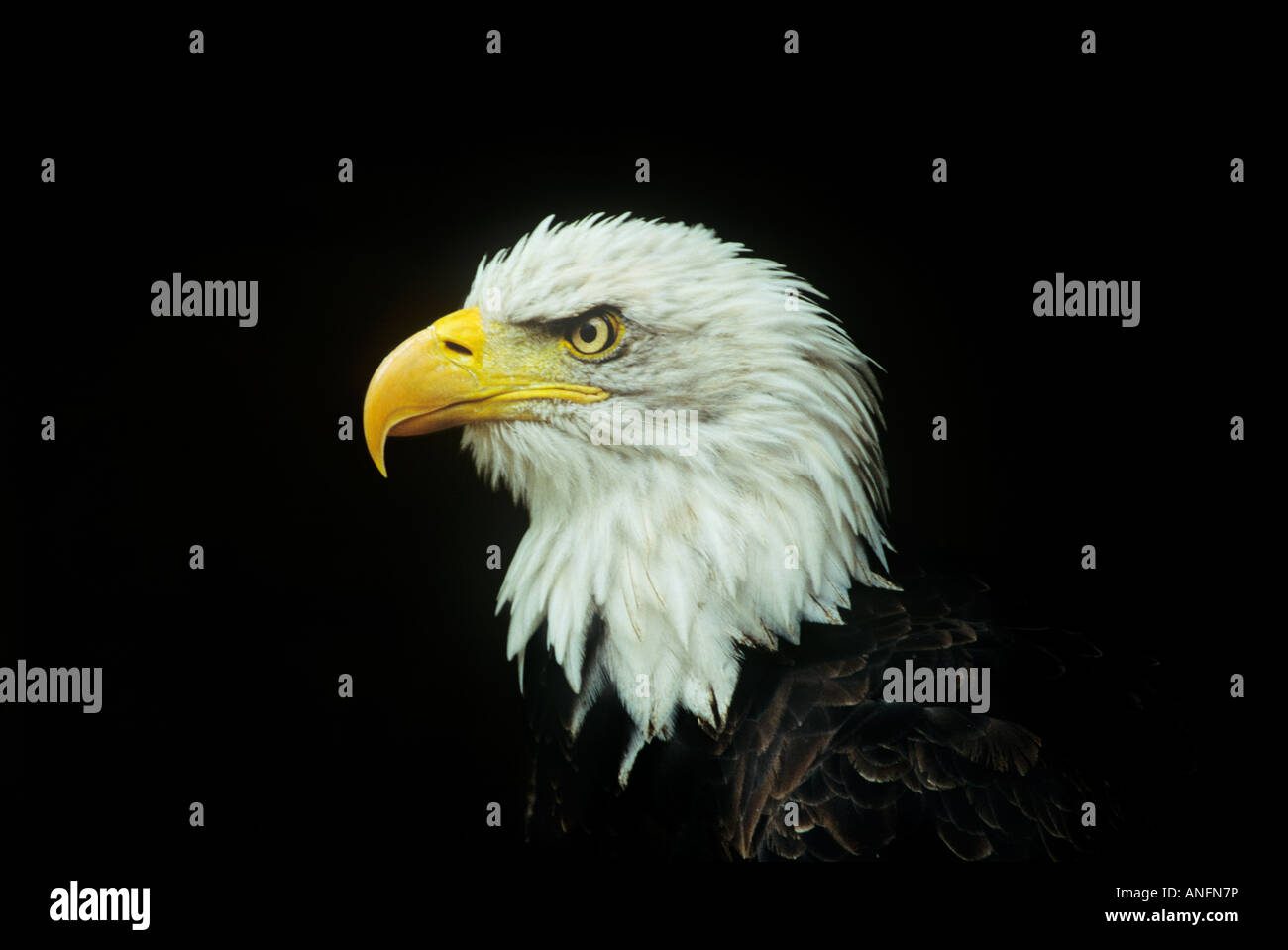 Portrait of a Bald Eagle, Canada Stock Photo - Alamy