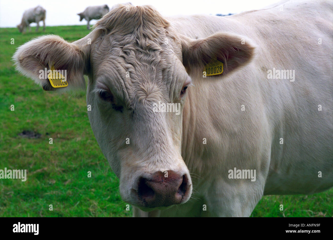 Big ears cow hi-res stock photography and images - Alamy