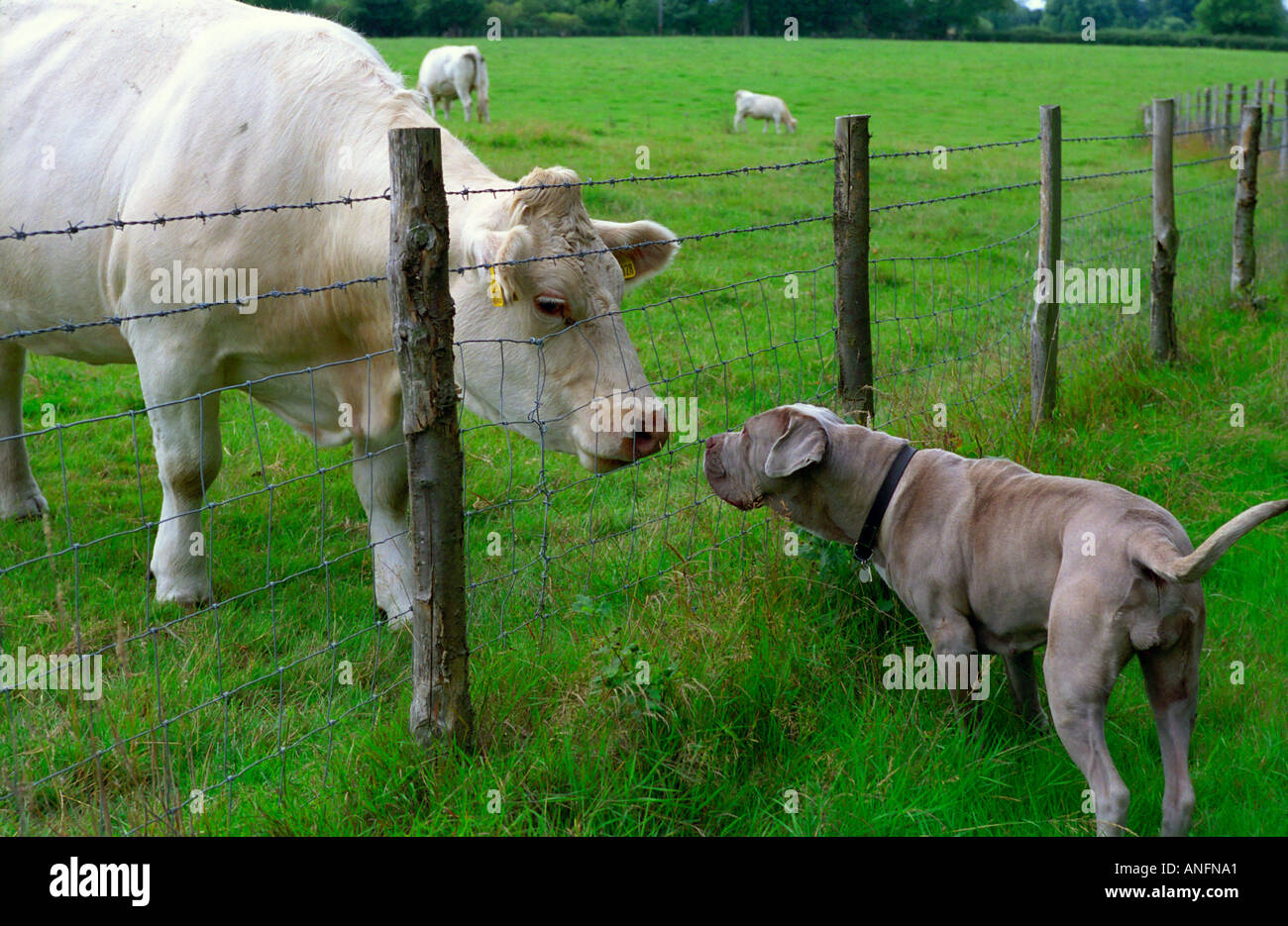 Neapolitan Mastiff dog and cow greeting each other Stock Photo - Alamy