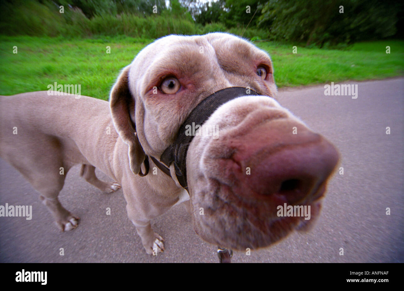 Distorted dog head hi-res stock photography and images - Alamy