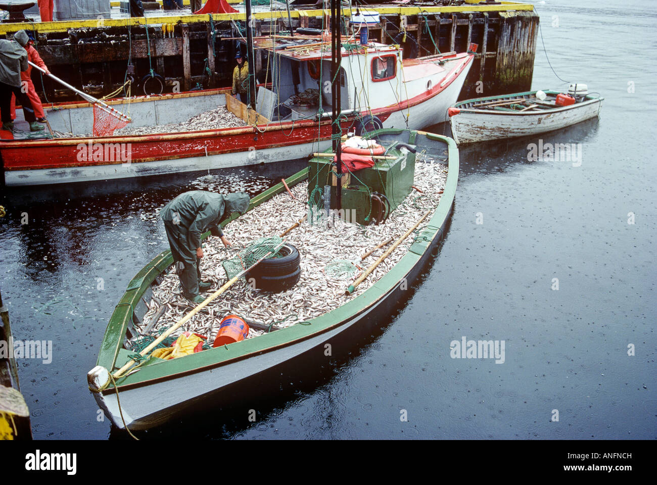Fishing boat loaded with fish, Newfoundland and Labrador, Canada Stock ...