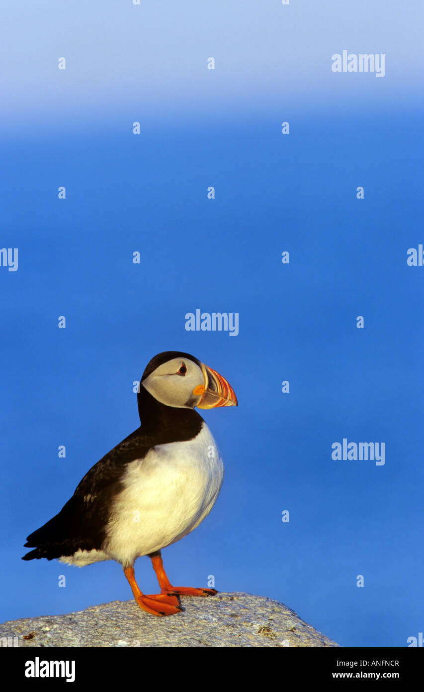 Arctica bird hi-res stock photography and images - Alamy