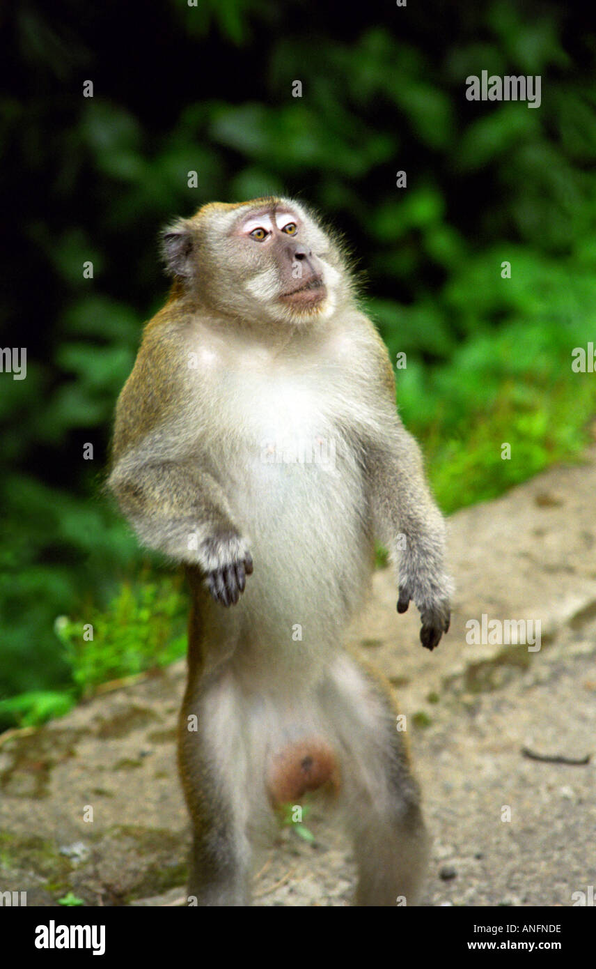 Standing monkey in Sumatra, Indonesia Stock Photo - Alamy