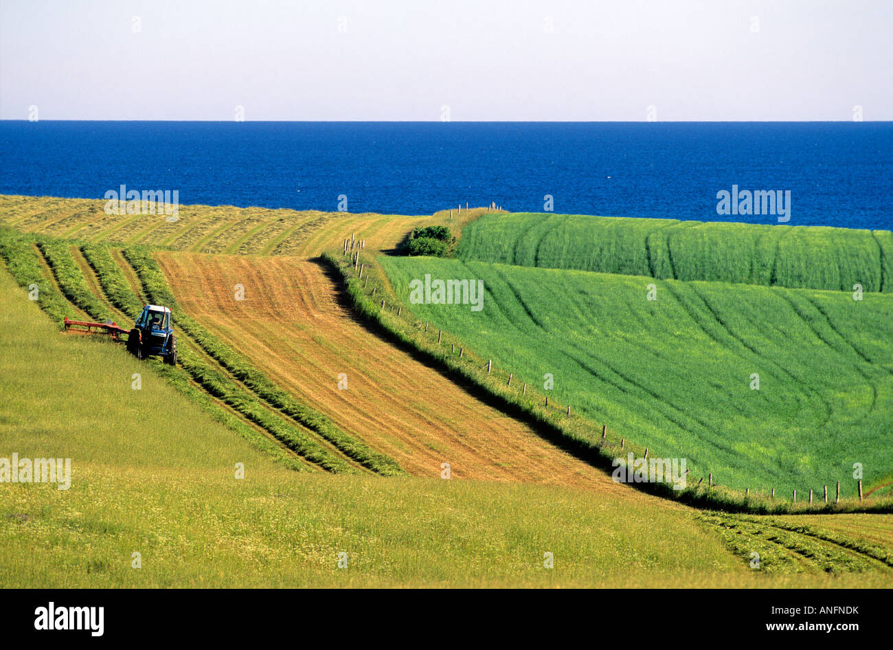 Cutting grainfield, Park Corner, Prince Edward Island, Canada Stock ...