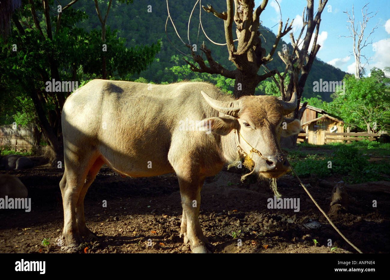 Thai cattle in the Northern Hills Stock Photo - Alamy