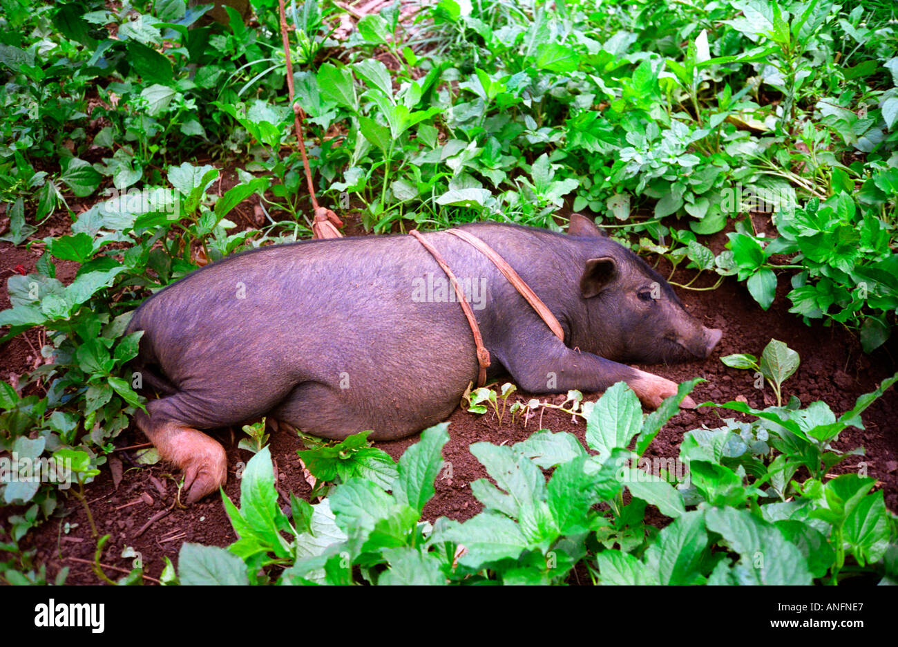 Swine hill hi-res stock photography and images - Alamy