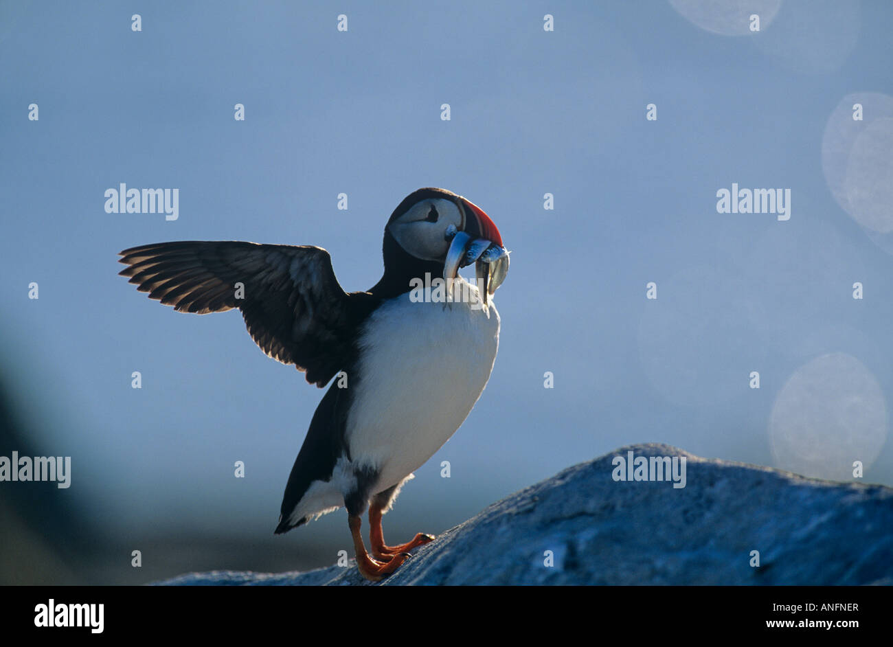 Atlantic puffin fish america hi-res stock photography and images - Alamy