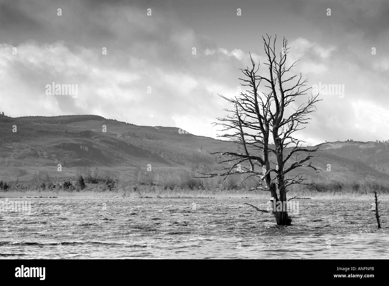 Tree water monochrome hi-res stock photography and images - Alamy
