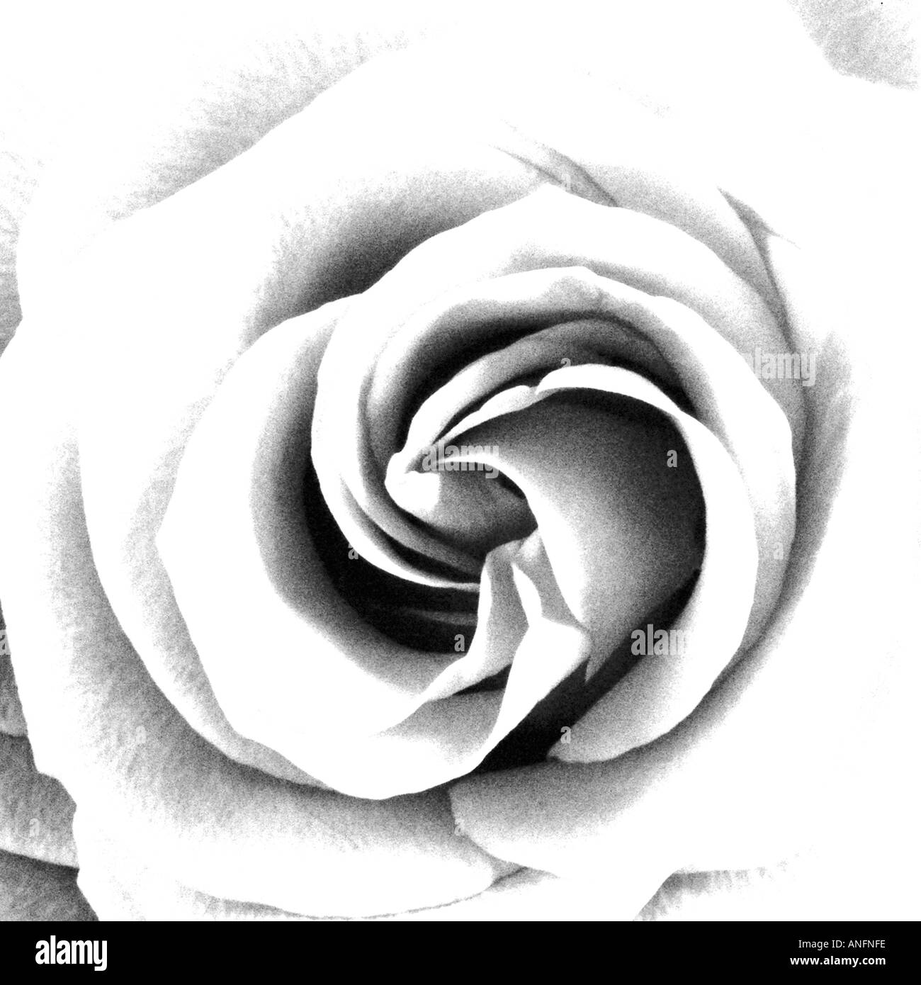 Infrared rose hi-res stock photography and images - Alamy