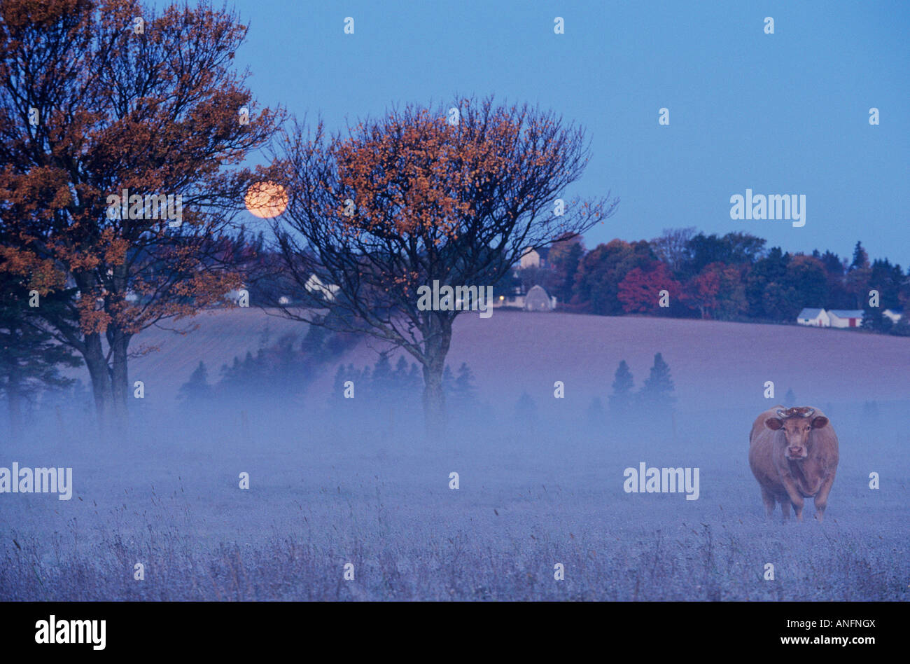 Fat cow canada hi-res stock photography and images - Alamy