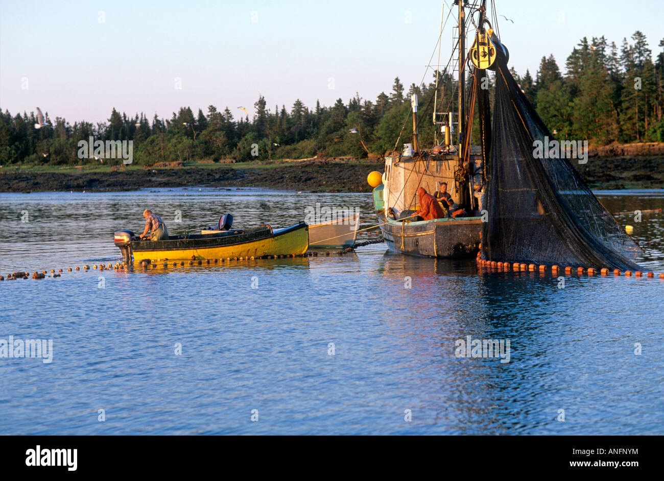 Seining for herring, Back Bay, New Brunswick, Canada Stock Photo - Alamy