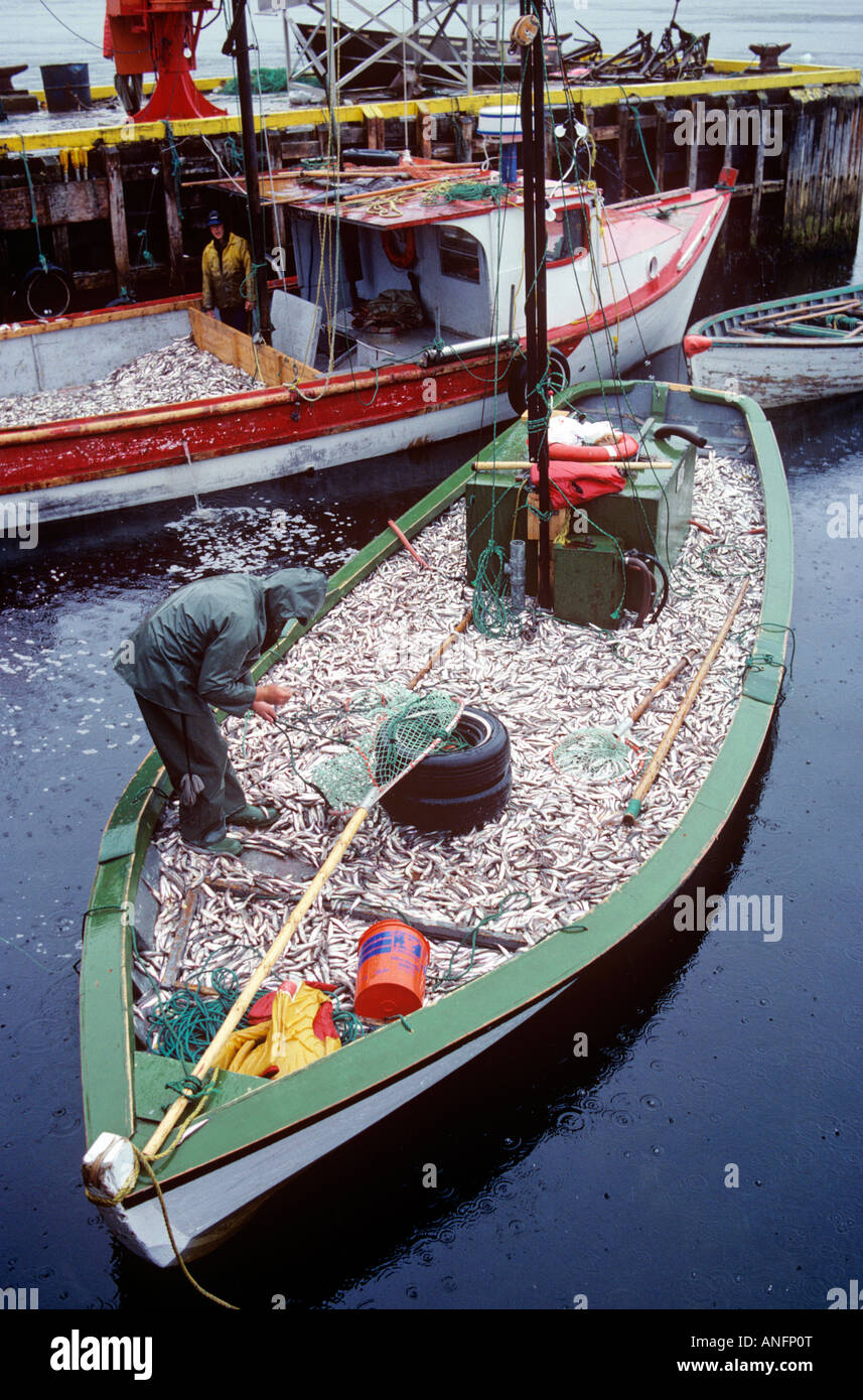 Newfoundland Fishing Boats High Resolution Stock Photography and Images ...