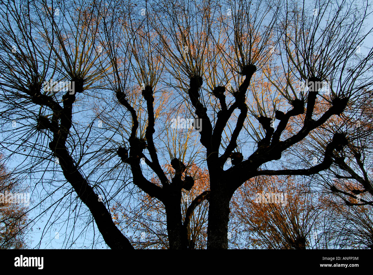Pollard lime trees france hi-res stock photography and images - Alamy