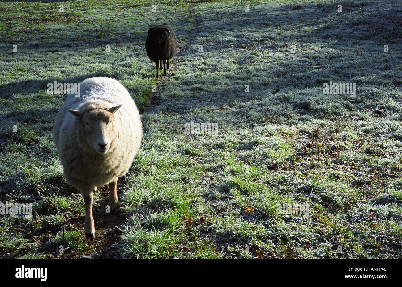 two sheep in a frosty field Stock Photo - Alamy