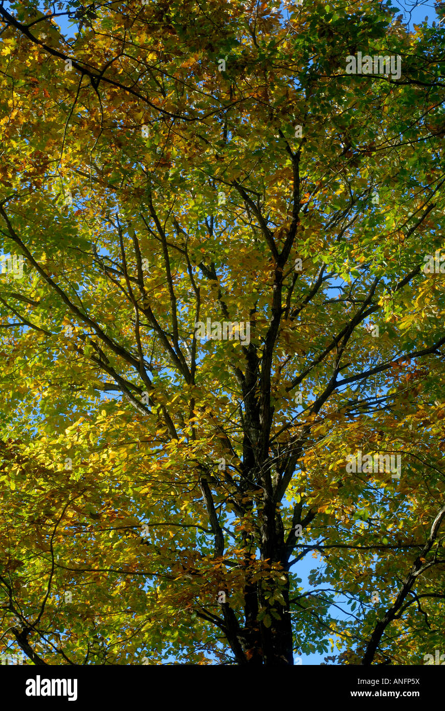 Deciduous broadleaf tree hi-res stock photography and images - Alamy