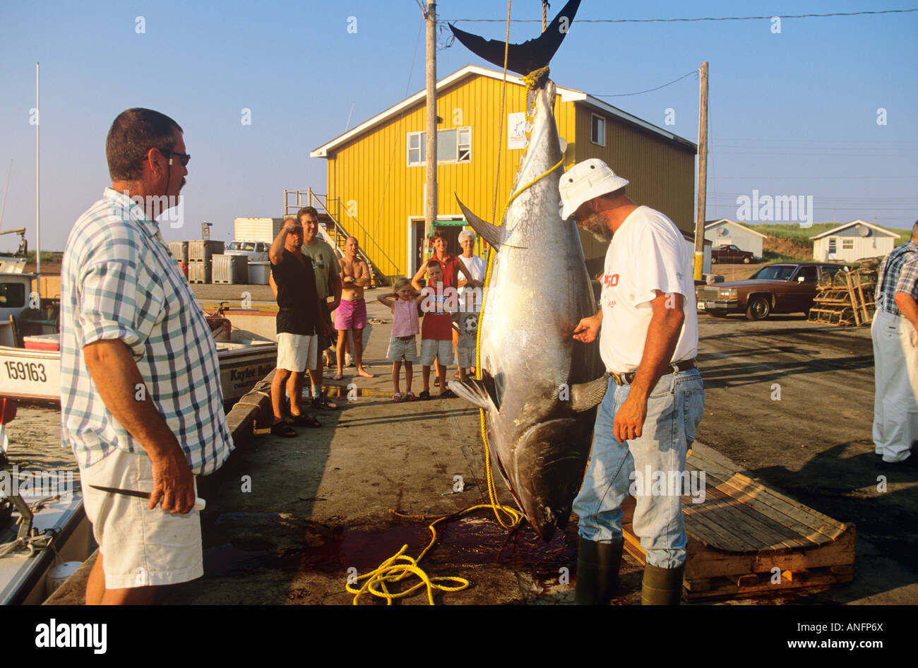 North atlantic bluefin tuna hi-res stock photography and images - Alamy