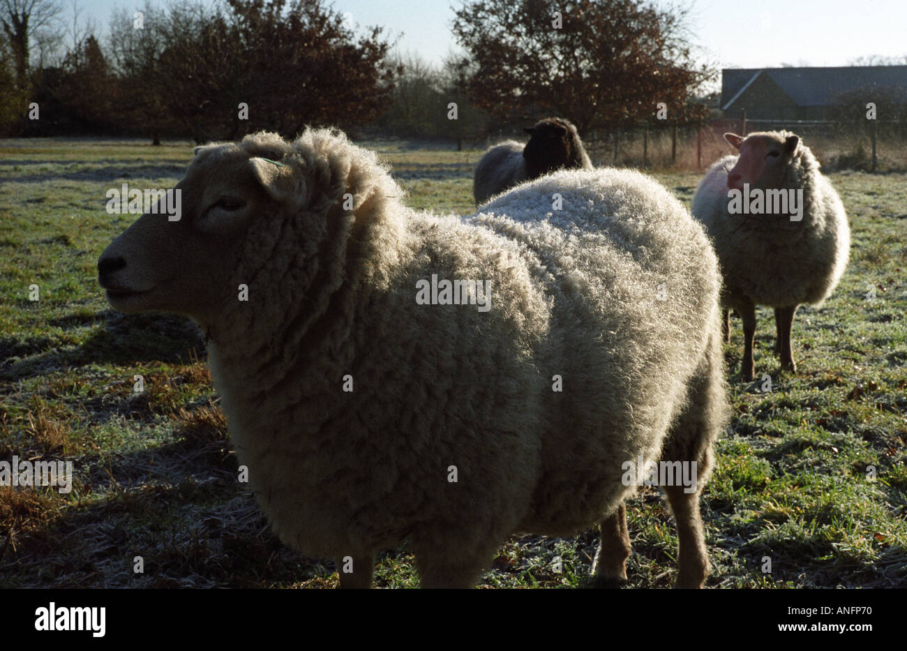 three sheep in a frosty field Stock Photo - Alamy