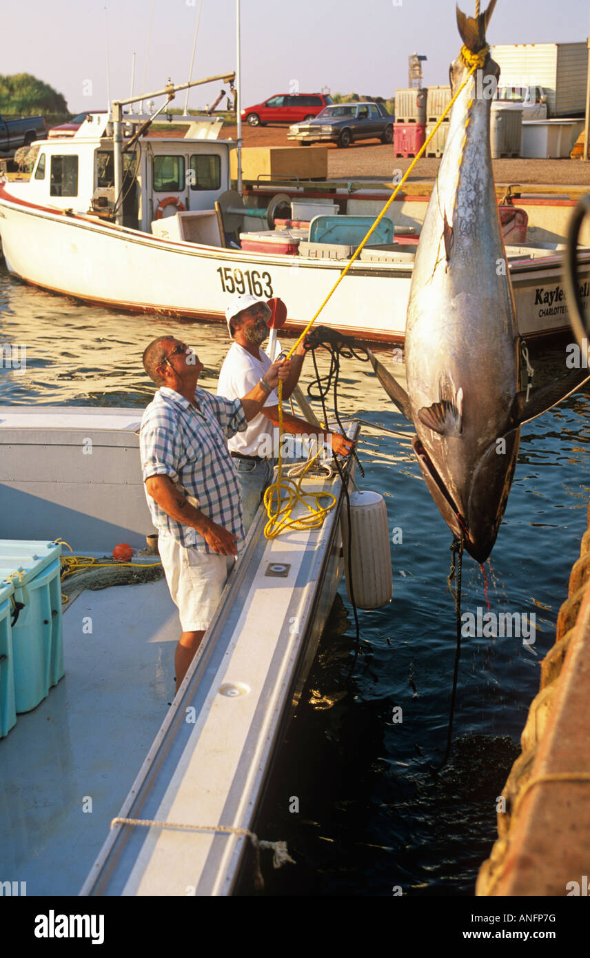 Bluefin tuna being landed for weighing, North Lake, Prince Edward ...