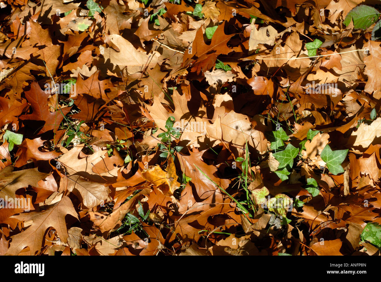 Fallen Plane and Oak tree leaves, sud Touraine, France Stock Photo - Alamy
