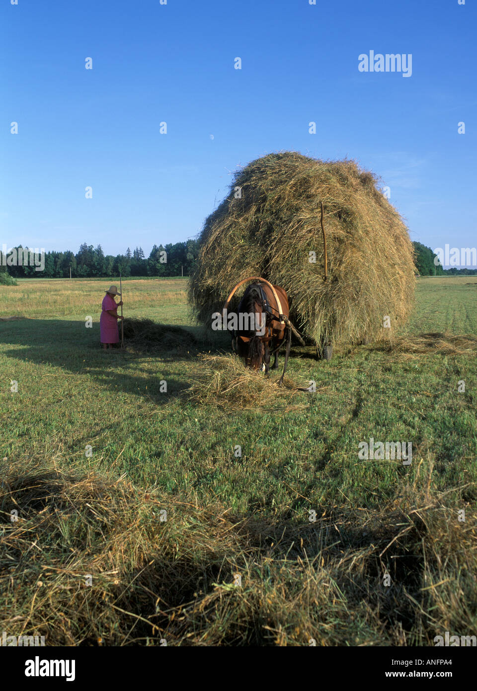 Peasants collecting the last of the Hay after Harvest Traditional ...