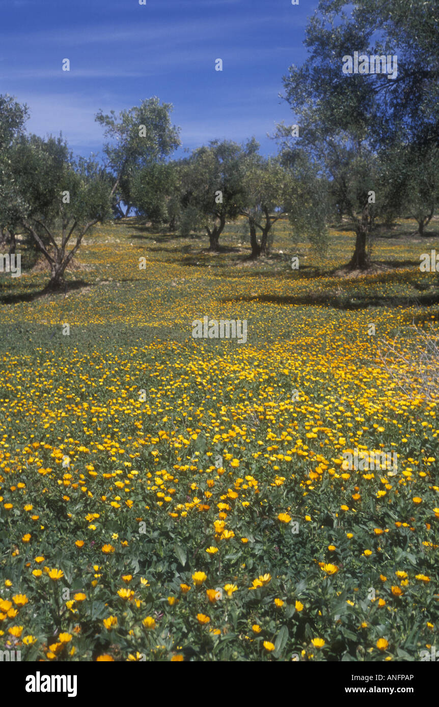 Olive groves with yellow spring flowers on the hills near Moulay Idriss ...