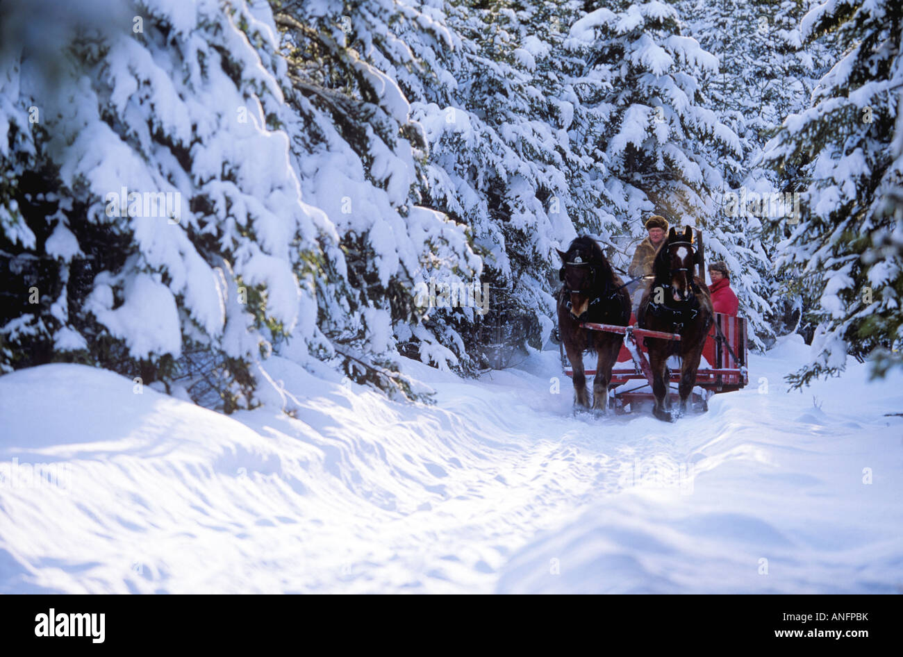 Family trail ride forest trees hi-res stock photography and images - Alamy