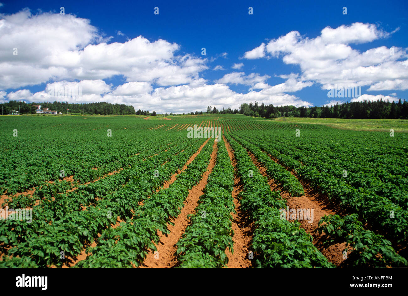 Potato field, Hampton, Prince Edward Island, Canada Stock Photo - Alamy
