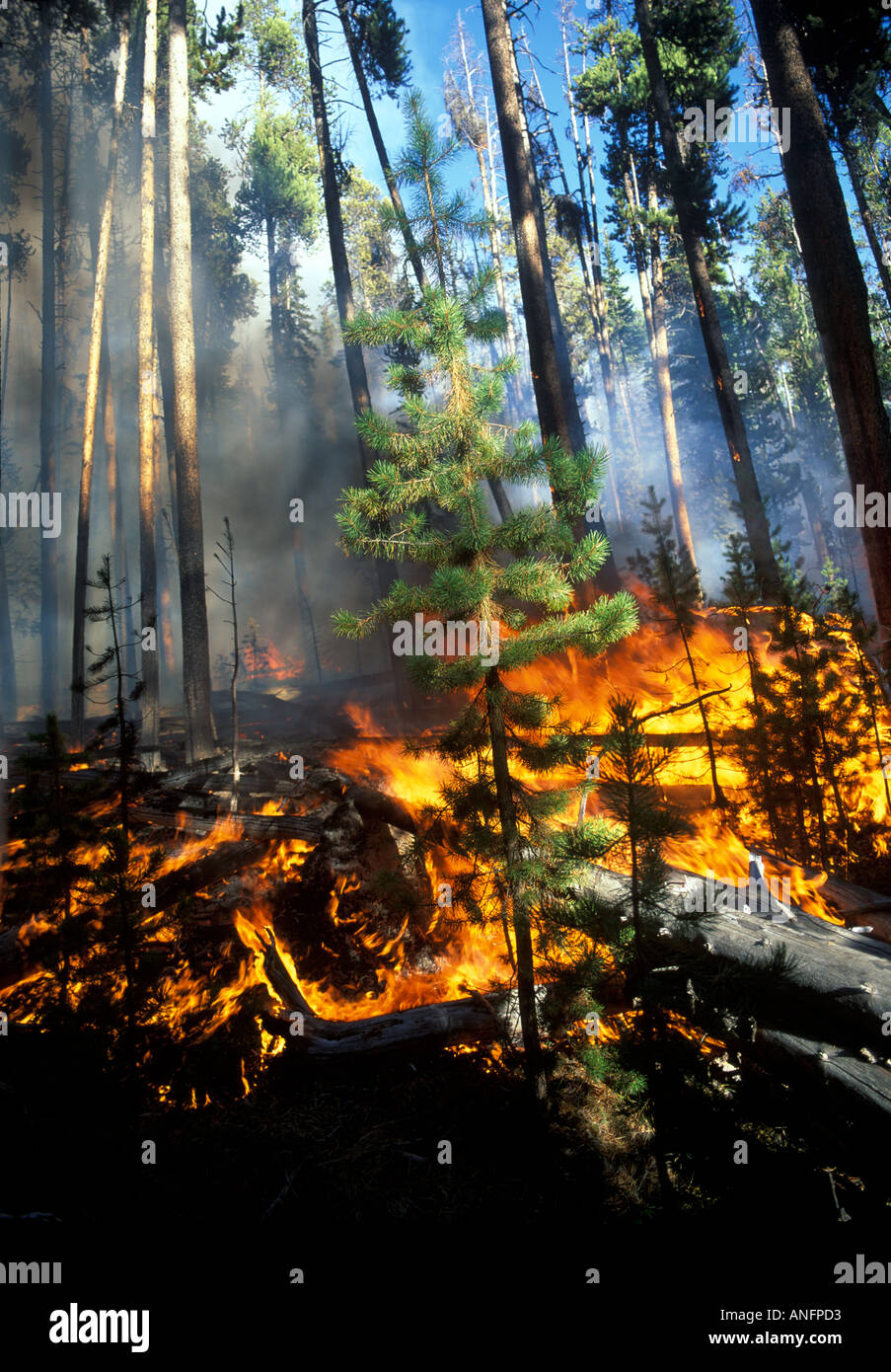 Lightning caused fire hi-res stock photography and images - Alamy