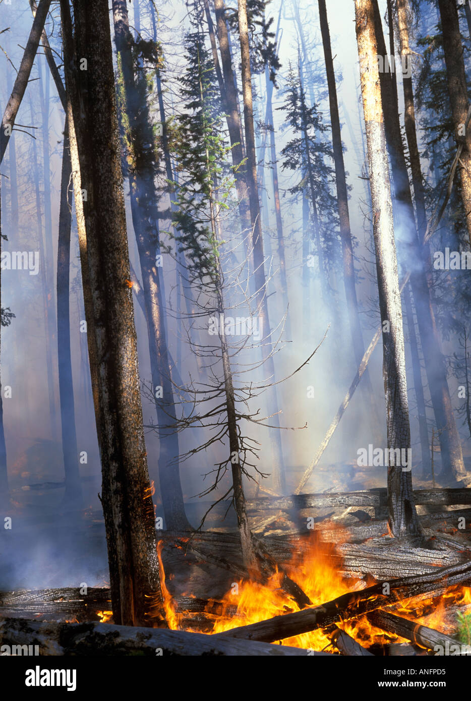 Wild Fire in Lodgepole Pine Forest caused by Lightning Hayden Valley ...