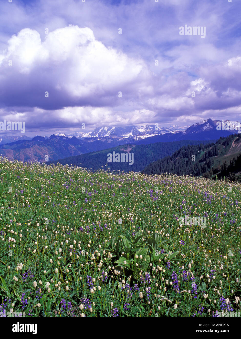 Sub Alpine Meadow of Wildflowers including Blue Pod Lupins Mount Baker ...
