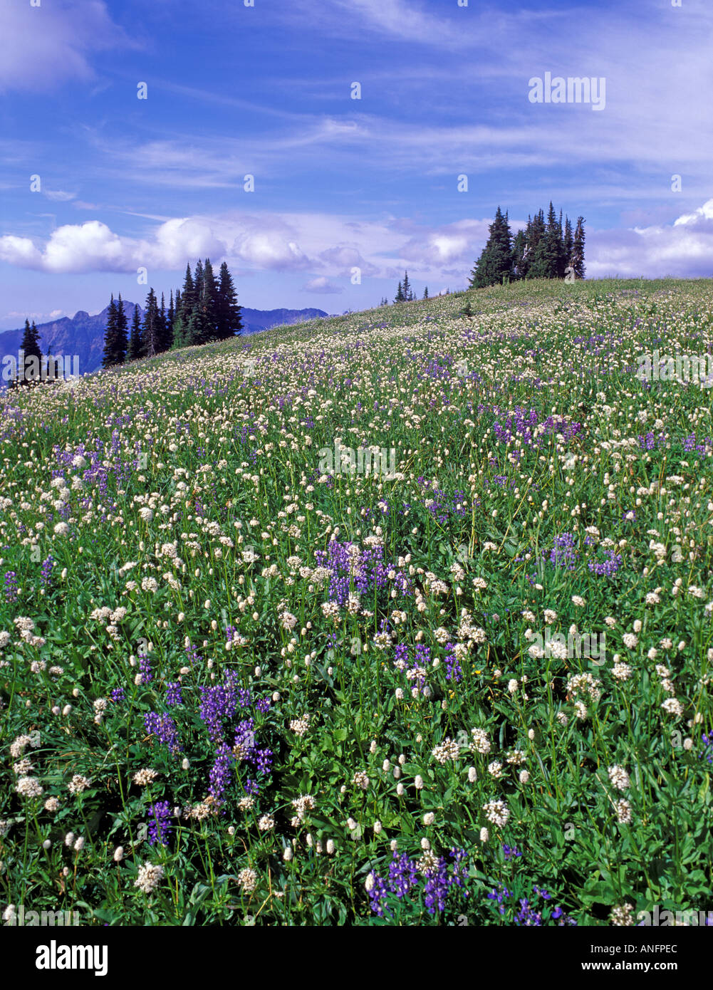 Sub Alpine Meadow of Wildflowers including Blue Pod Lupins Mount Baker ...