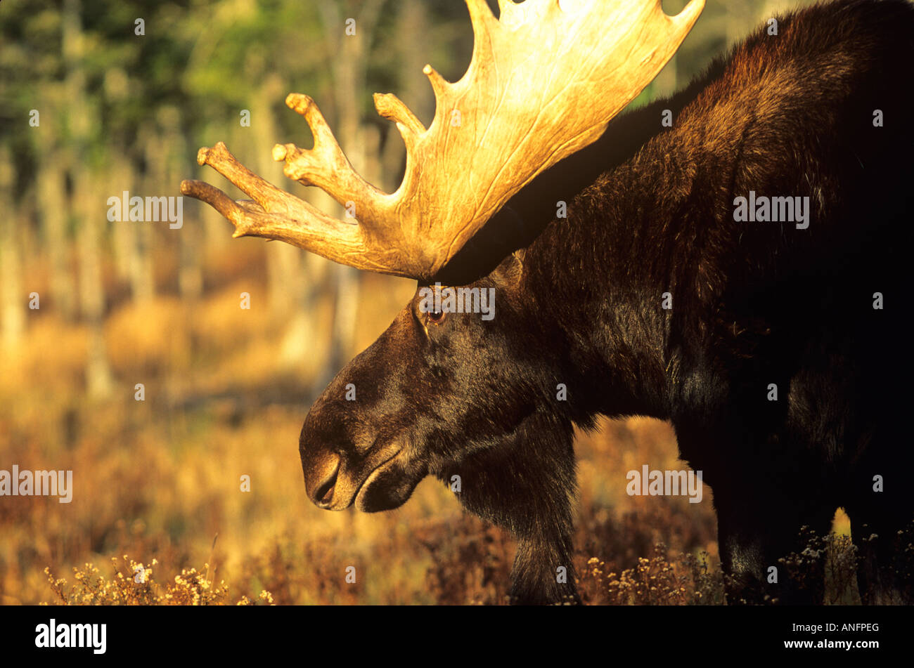 Large moose grazing at sunset, Canada Stock Photo - Alamy